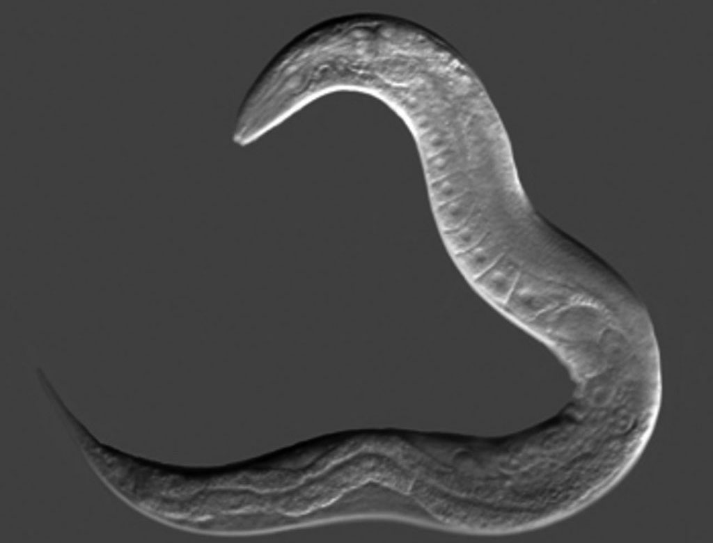 Surprise! Worms fed monounsaturated fats like olive oil live longer ...