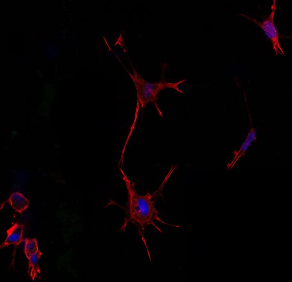 Nine scientists call out their favorite cells