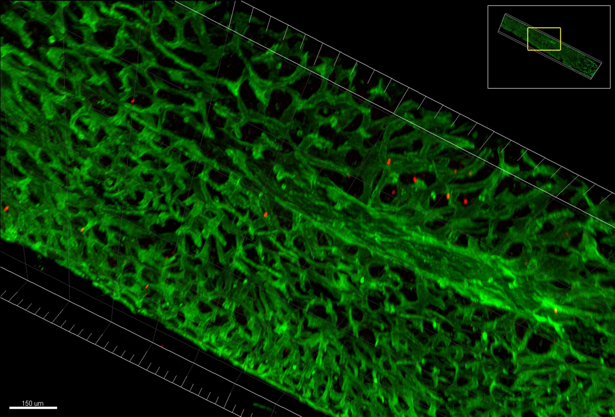 Nine scientists call out their favorite cells