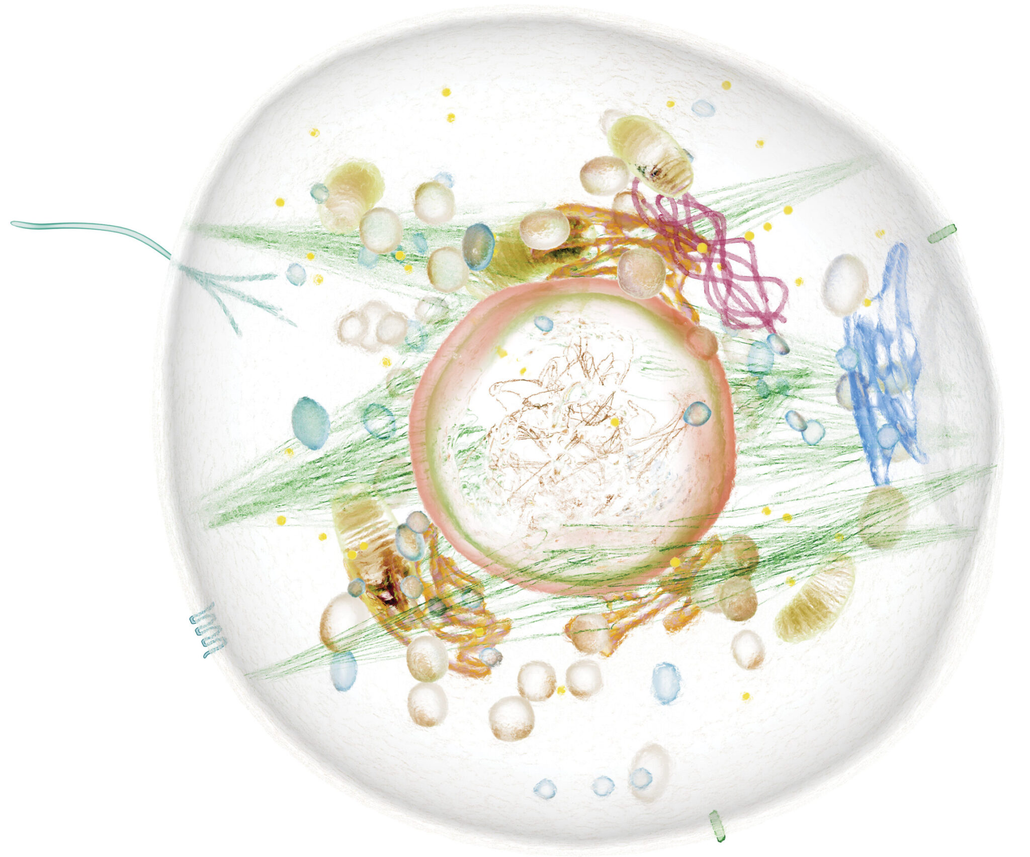A primer on the components of human cells