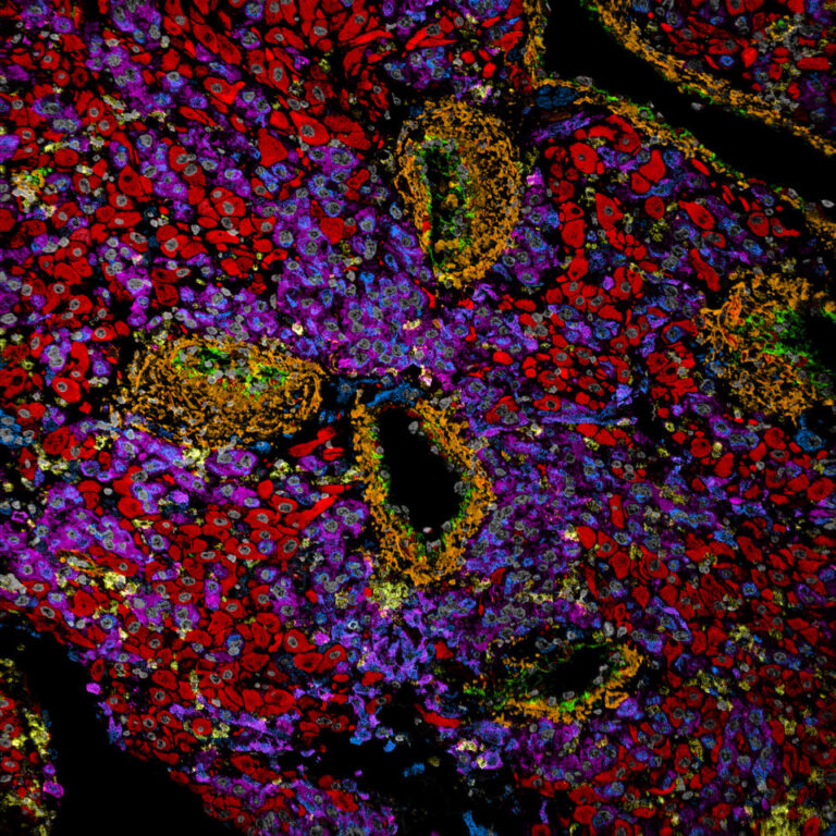 Nine scientists call out their favorite cells