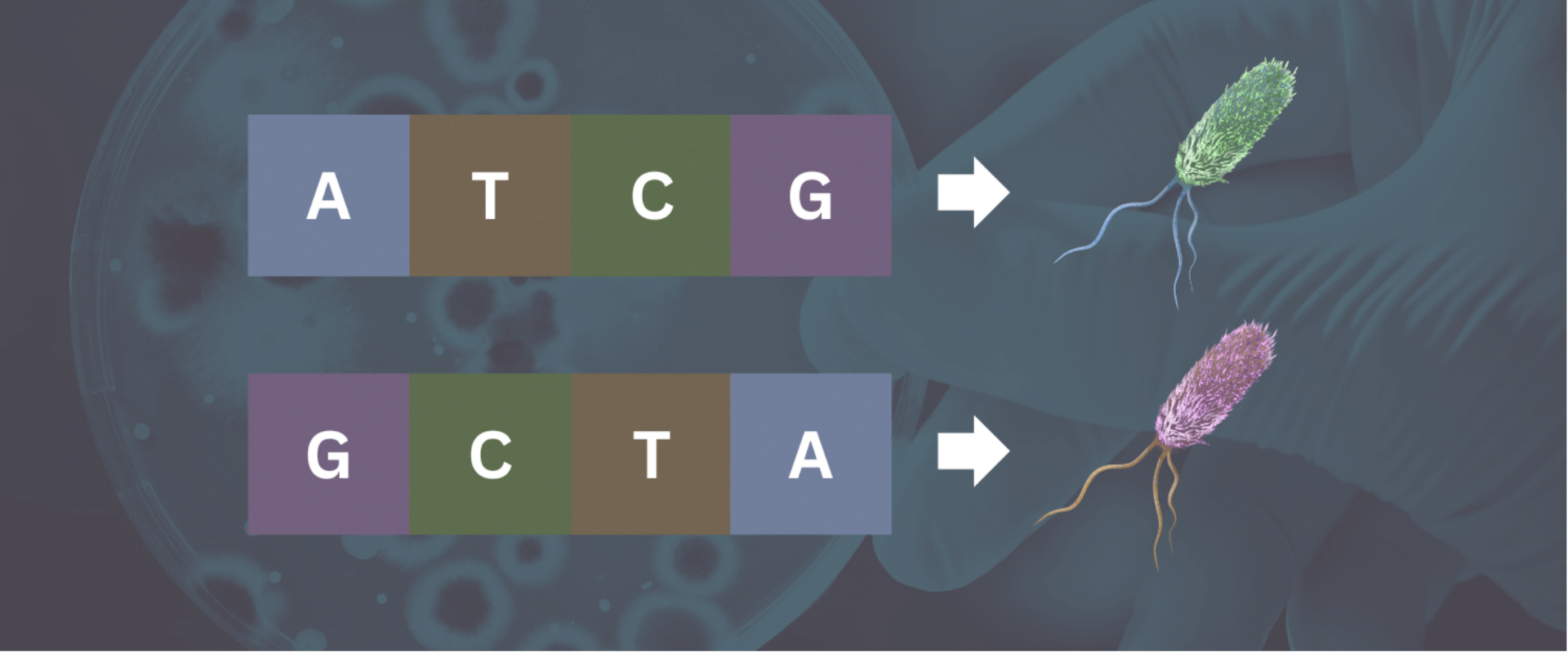 Gene inversions can allow them to code for more than one protein