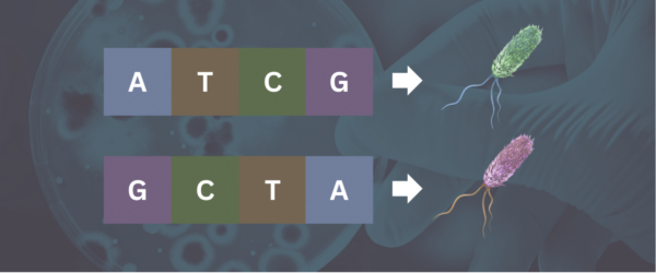 Gene inversions can allow them to code for more than one protein
